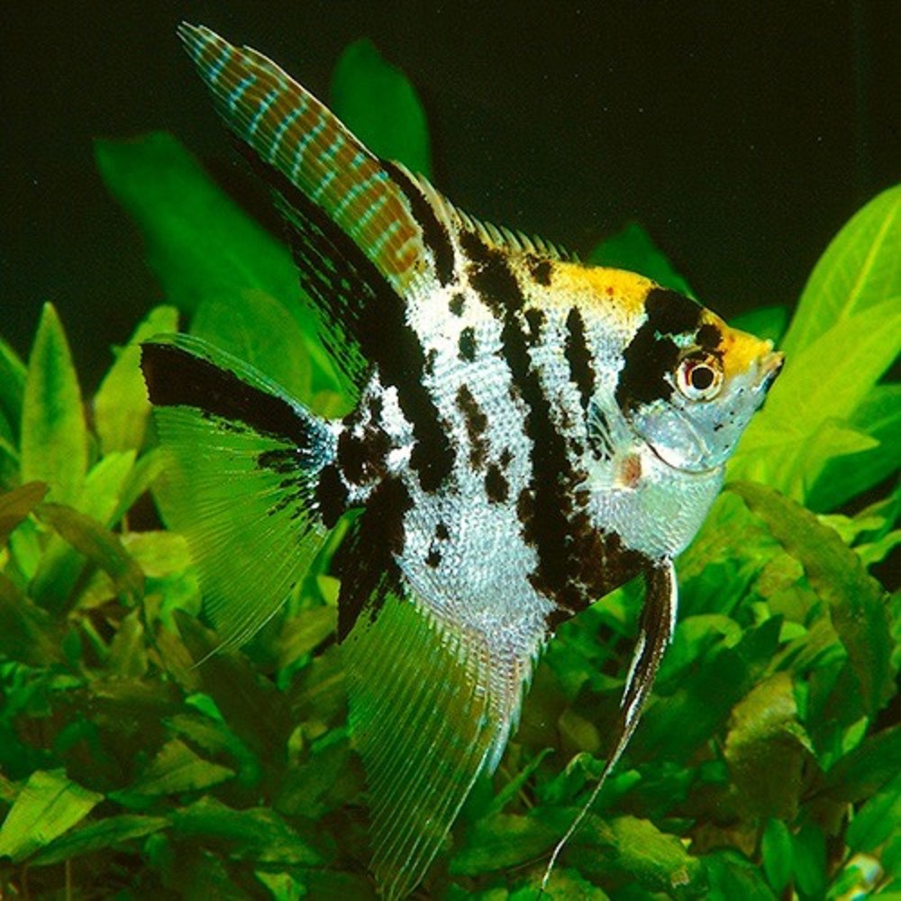 Pterophyllum scalare - Segelflosser gold marmor M - Maanvissen - Jarath