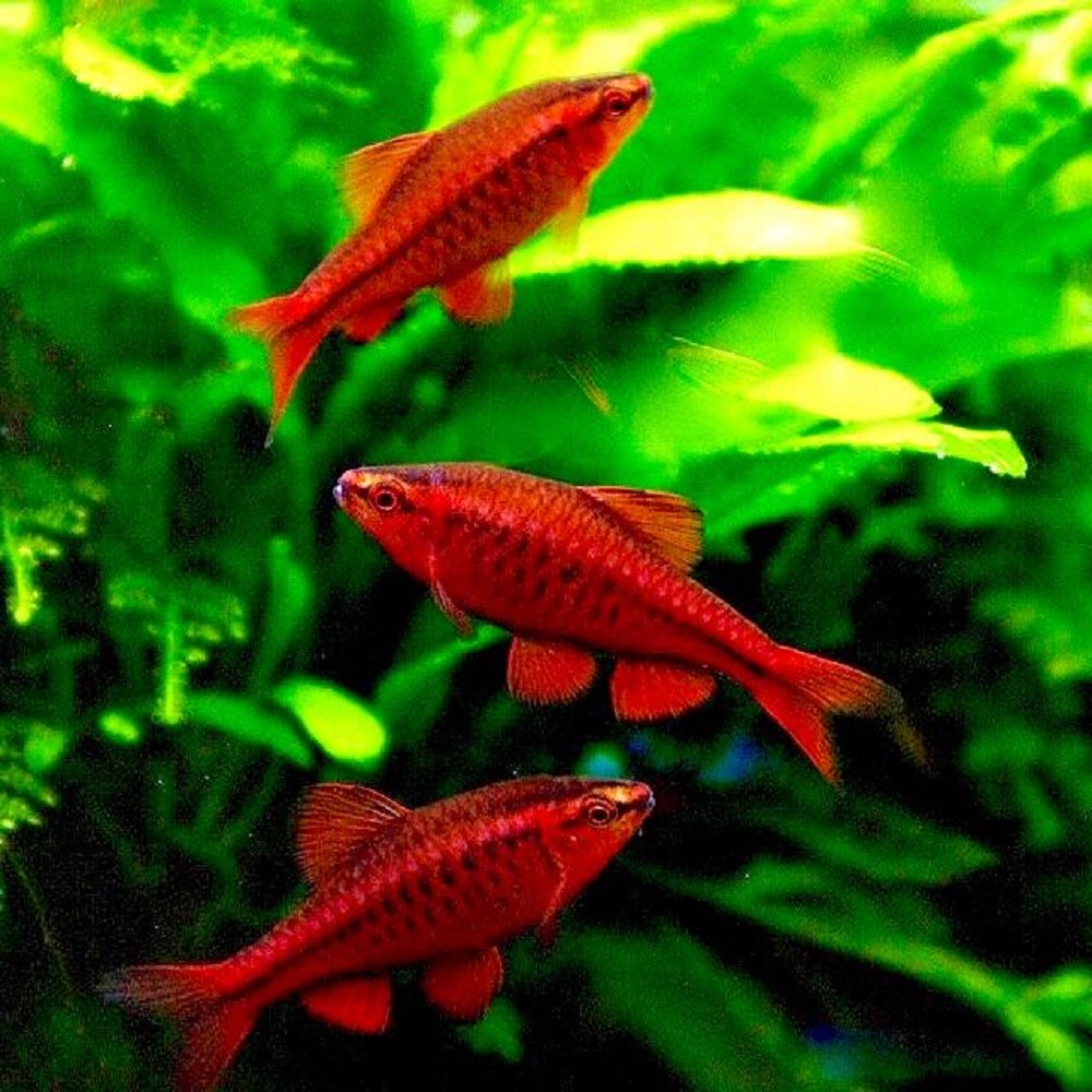 Barbus titteya - Bitterlingsbarbe M - Barbelen - Jarathana