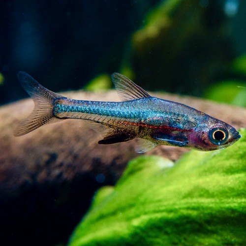 Rasbora | Jarathana